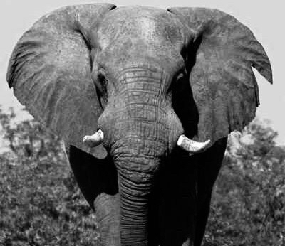 about thE elephant – At Ease